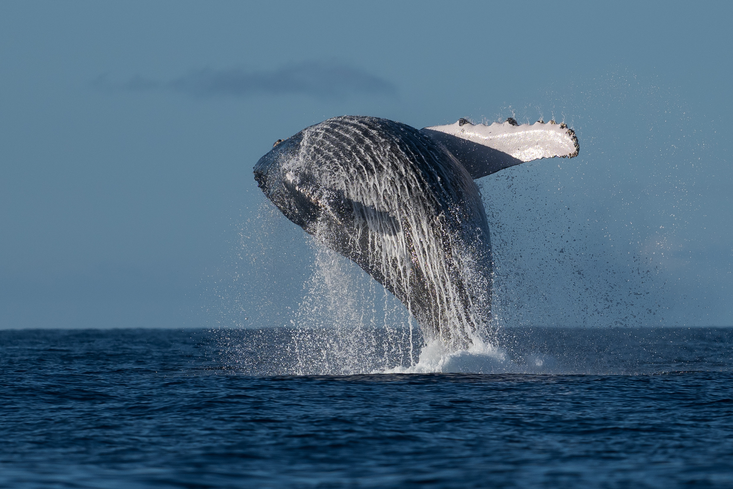 Mooloolaba Whale Watching | 2-Hour Adventure - The Booking Box